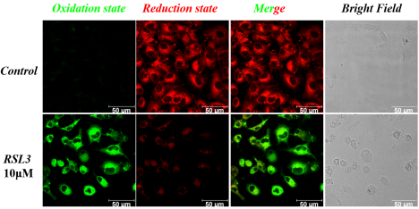 脂质过氧化传感器 （BODIPY™ 581/591 C11） - 云贺生物科技（南京）有限公司