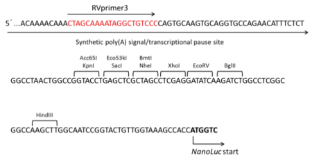 pML-Nanoluc_PEST basic pML-Nanoluc_PEST basic报告基因质粒 - 云贺生物