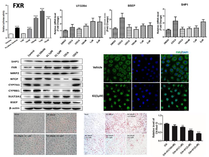核受体激动剂的筛选（LXR, FXR,PXR）（体外） - 云贺生物